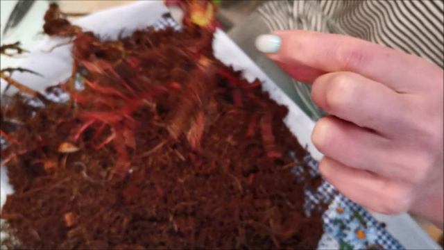 Реанимация антуриума Юта (Utah) после долгой пересылки