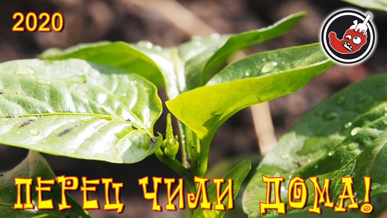 Сага о переезде перца чили в теплицу, часть 2
