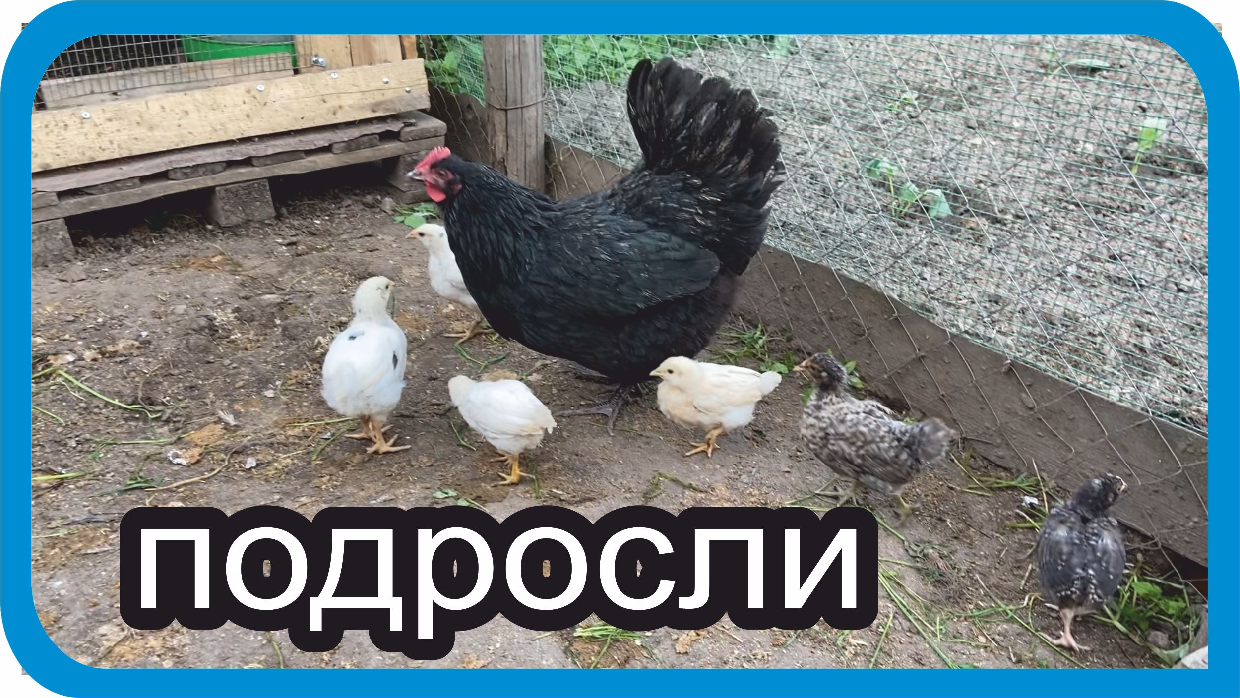 Один месяц Цыплятам