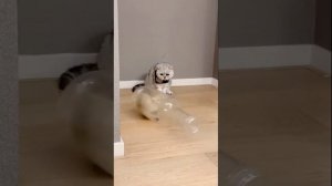 Коты - это жидкость