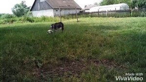 Как нужно играть в футбол !!