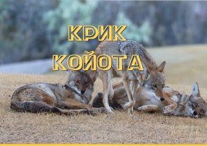 The Hunter classic(крик койота)