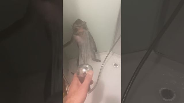 Попу мыть , попу мыть нужно каждый день 😂😂😂