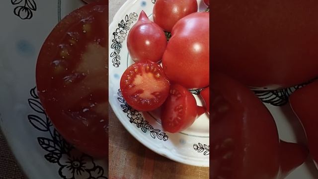 Томат Минусинский с носиком