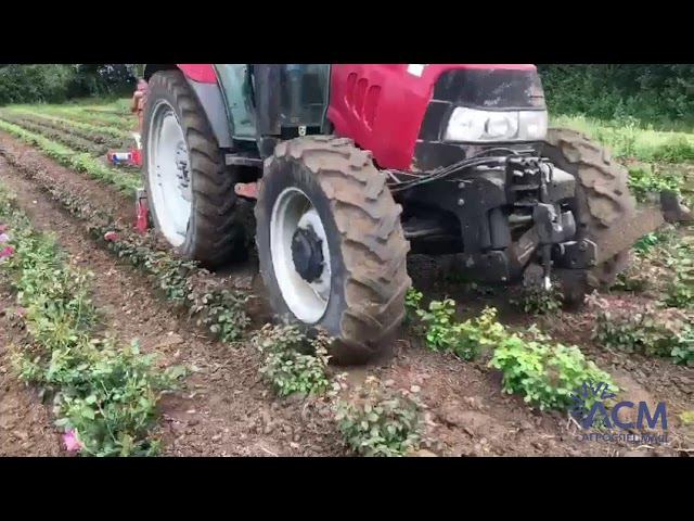 Культиватор для межкустовой обработки овощных культур, питомника, ягодных