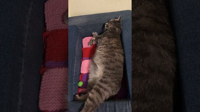 Энергосберегающий кот