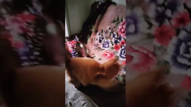 Вот как надо труселя делать)Новый друг Фокси,   Дина 🤪 #котики #котята #маленькие #мейкун