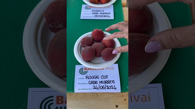 Обзор абрикосов.Часть 1