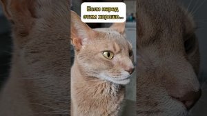 Что лучше еды?