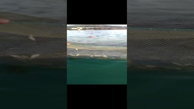 Монеро промысел