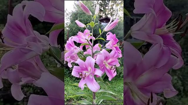 Красивые лилии.