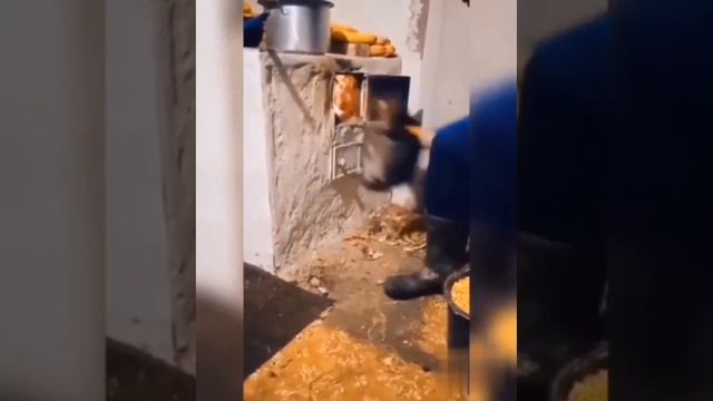 🤣 смотреть онлайн видео от Смех😜 в хорошем качестве