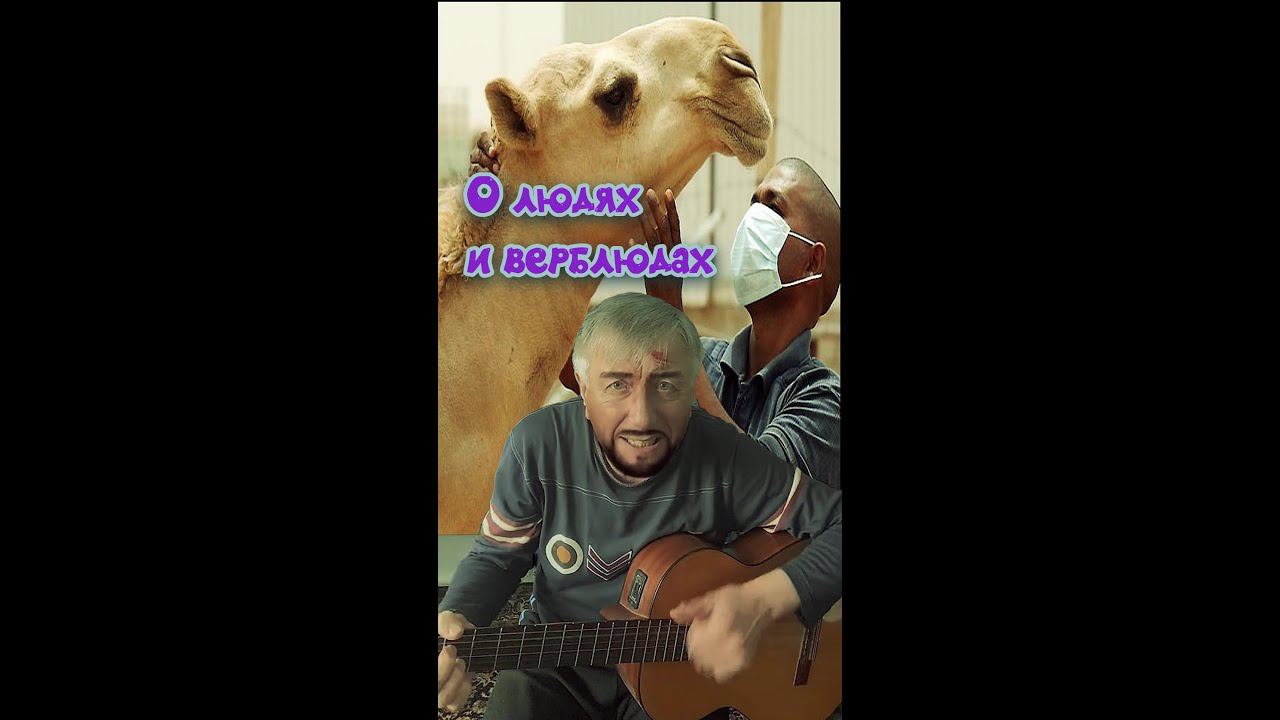 О, верблюде