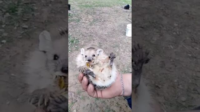 Смешной ёж))