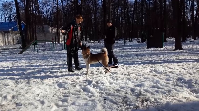 Тренировка Акиты
