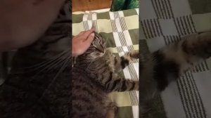 Про нашего кота)