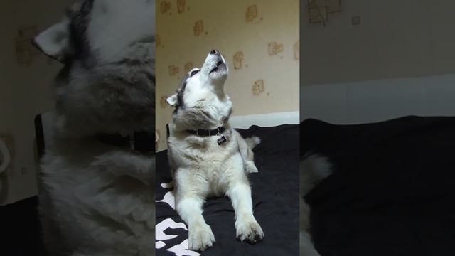 У Хаски Кая сломался голос