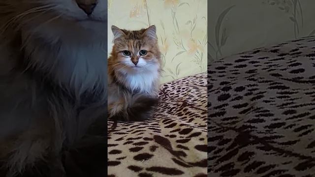 Самая красивая кошка и крыса дружат!!! 😼 Самые красивые кошки   Кошка и крыса