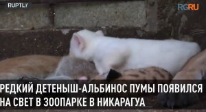 Редкий детеныш-альбинос пумы появился на свет в зоопарке в Никарагуа