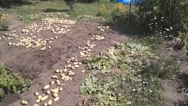 Урожай королевы Анна.mp4