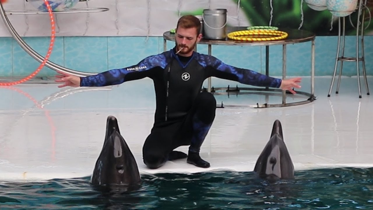 Говорят, дельфины говорят