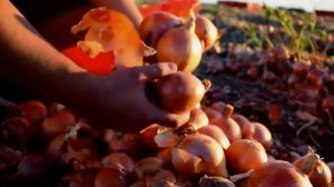 Лук Браун F1 - гибрид репчатого лука от компании Allium Seeds