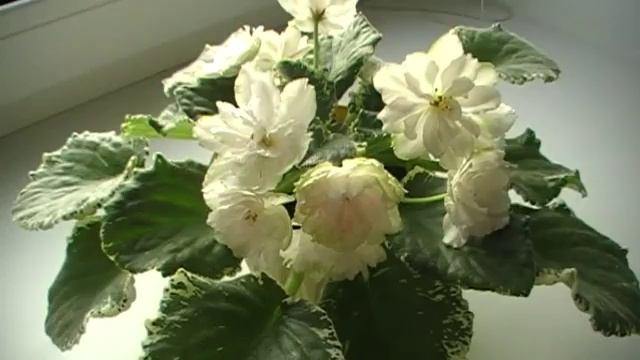 сорт фиалки _ АНАИС _ __ моя коллекция