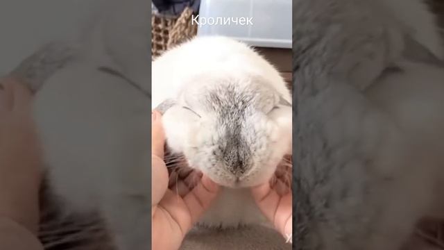 кроличек
