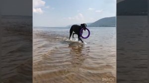 Грейхаунд, greyhound, dog