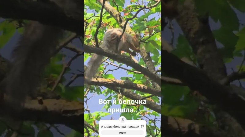 Белочка)