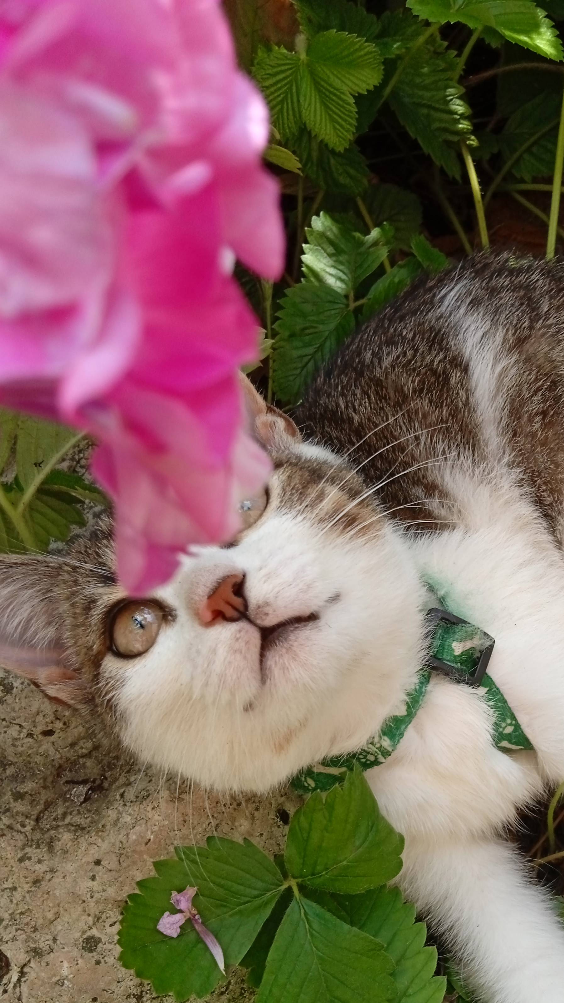 #юмор #котик Обожаю свой возраст