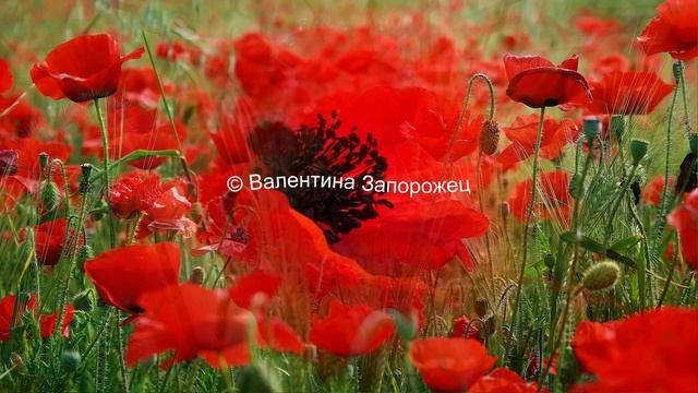 Фон для монтажа видео 9.mp4