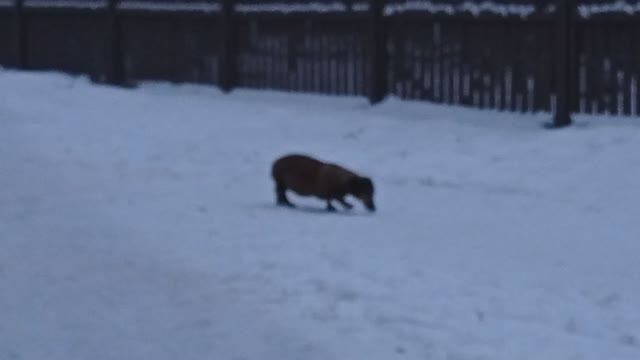 белка и стыдоба позорище) 2022:11:24_08:24:51.