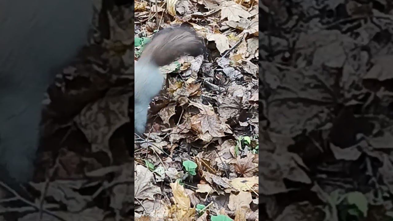в поисках утраченного ореха