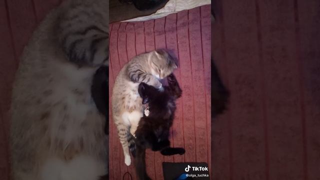 тыгыдычу Каспер и Марсик