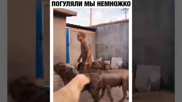 😂😃прогулка🏕🏙☉ с собаками удалась 🐕💯. После такой прогулки с разу в душь🚿🛀🛁 и спать 🛏🛌⌚😴