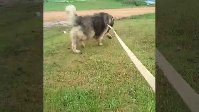 Утренняя разминка от Тунгуса))) #кавказскаяовчарка #собаки #волкодав #питомник #донратибор