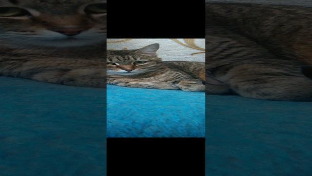 А ваши животные разговаривают с вами ?