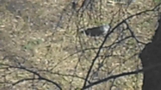 Весна. Три галки 658468454684 DSCN5249