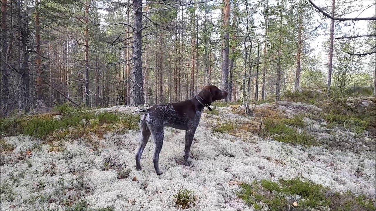 Путешествие в Карелию #8 /Прогулка по лесу/