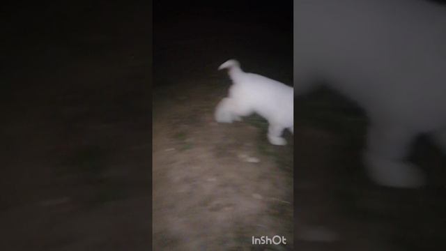 Щенок маремма абруццкой овчарки
