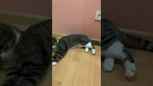 Michiko.ru | Кошка Даша ищет дом. Отдаем бесплатно. Кошки в дар в добрые руки.