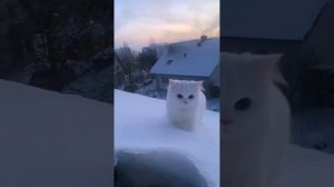 Домой, греться.