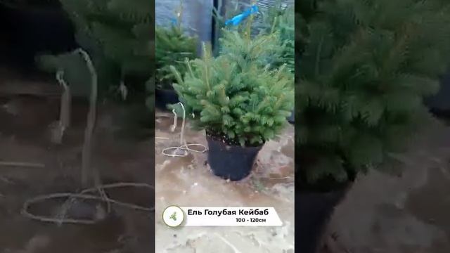 Ель Голубая Кейбаб