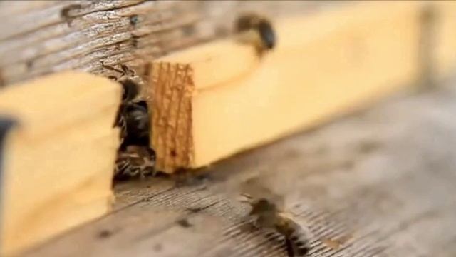 Дурдом_ За укус осы – штраф пчеловоду 200 т.р...