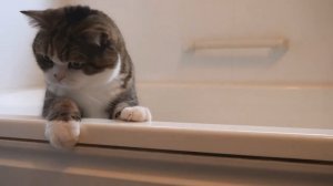 Кот Мару играет в ванной
