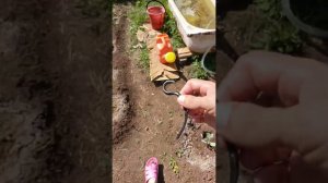 Веретеница ломкая