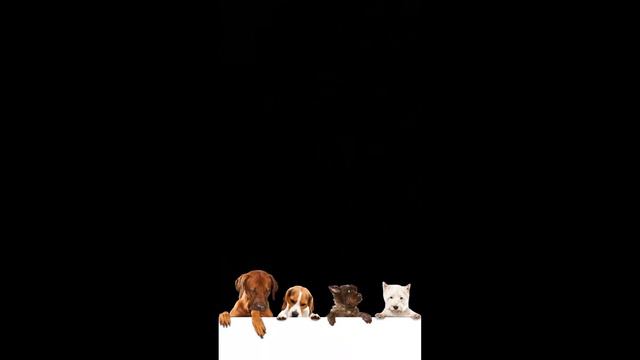 Kedi ve Köpeklerin sevdiği koku 🐈🐕