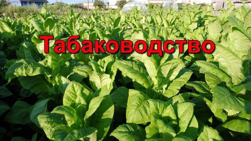Табак цветёт -  Лист начинает желтеть- Скоро уборка урожая.