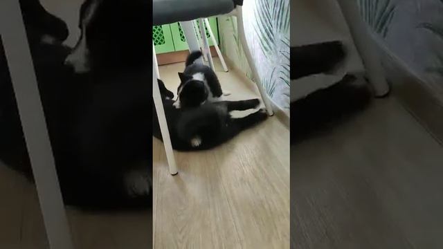 Щенки РусскоЕвропейскойЛайки, нескучная парочка кобель и сука